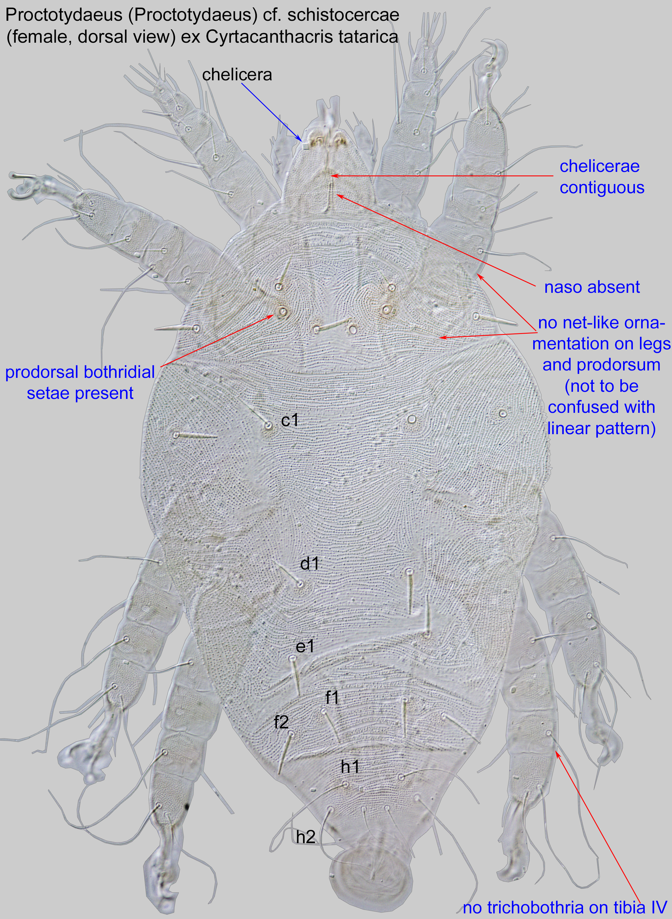 Proctotydaeus | Bee Mite ID