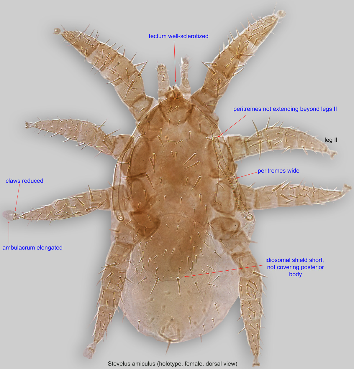 Stevelus | Bee Mite ID
