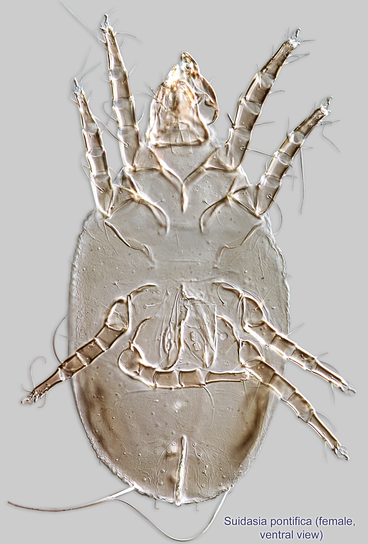 Suidasia | Bee Mite ID