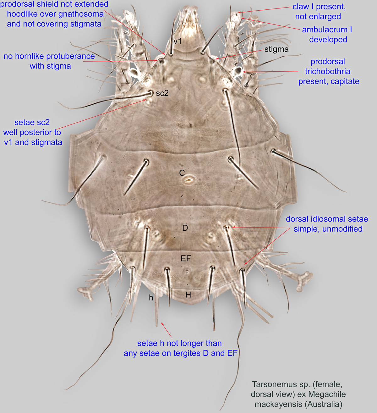 Tarsonemus | Bee Mite ID