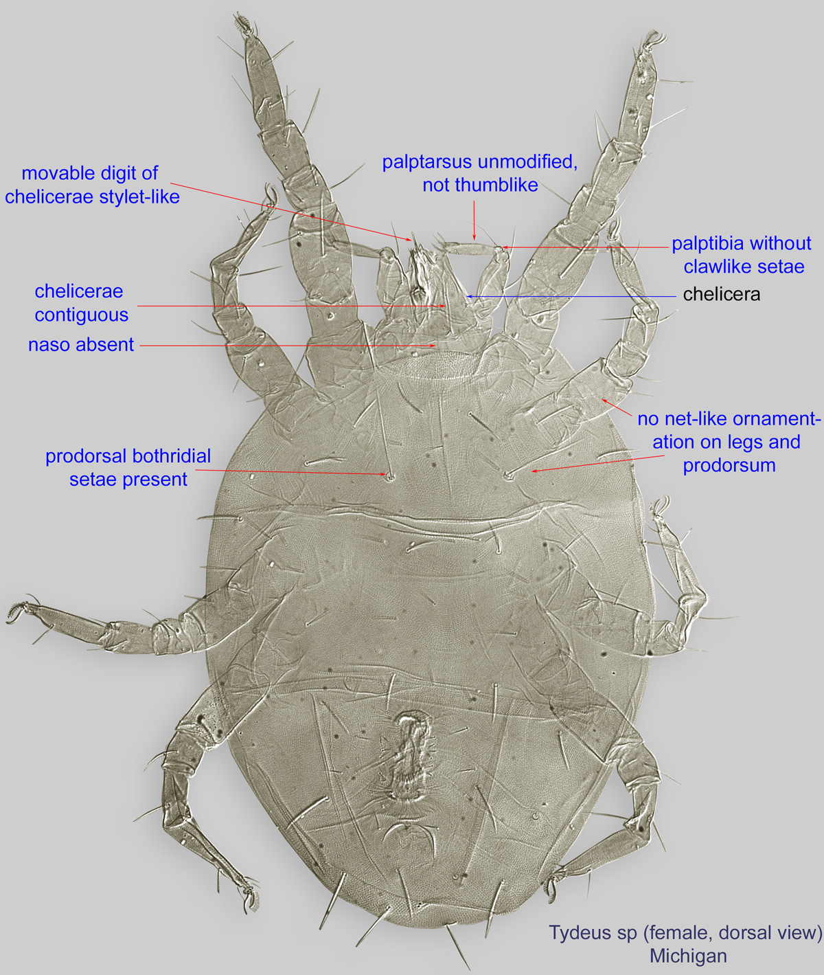 Tydeus | Bee Mite ID