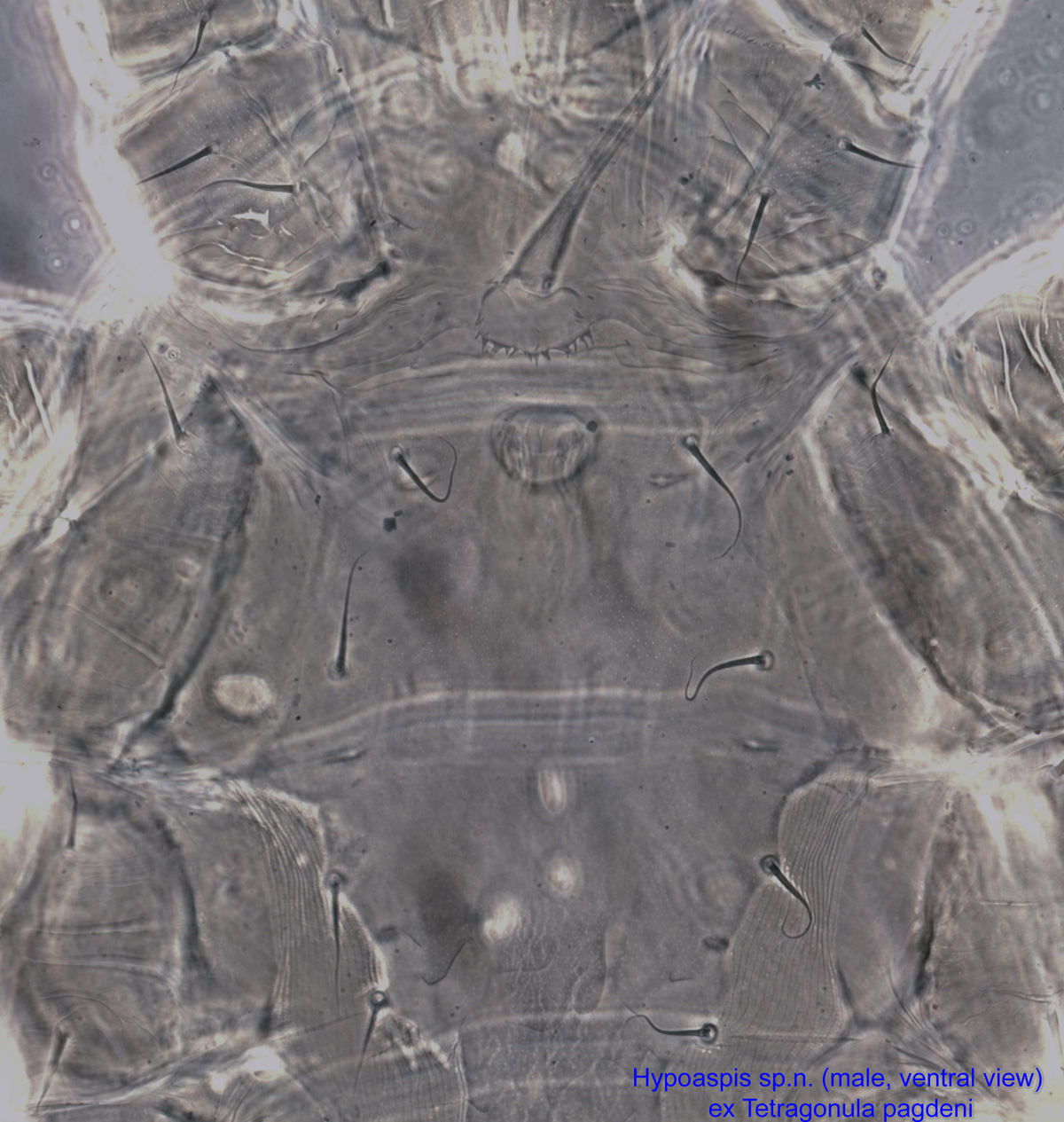 Hypoaspis | Bee Mite ID