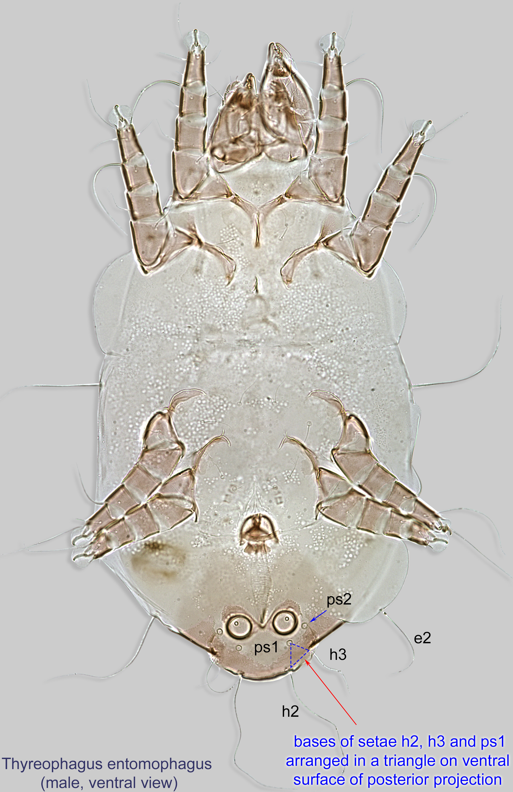 Thyreophagus | Bee Mite ID