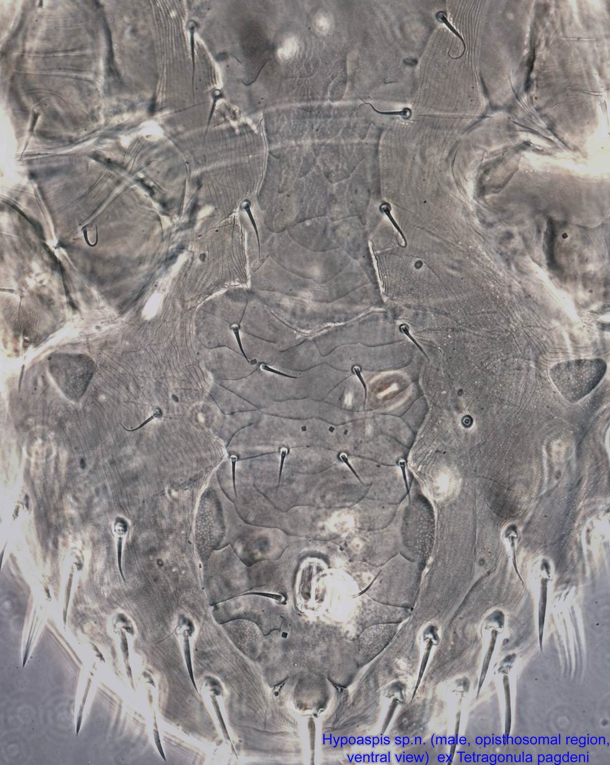 Hypoaspis | Bee Mite ID