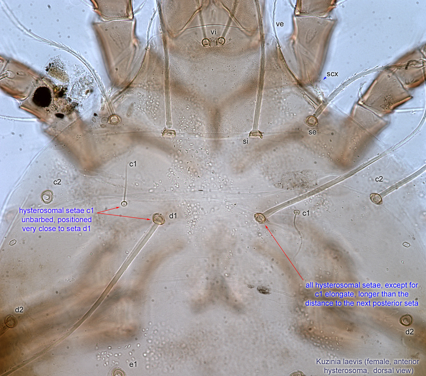 Kuzinia | Bee Mite ID