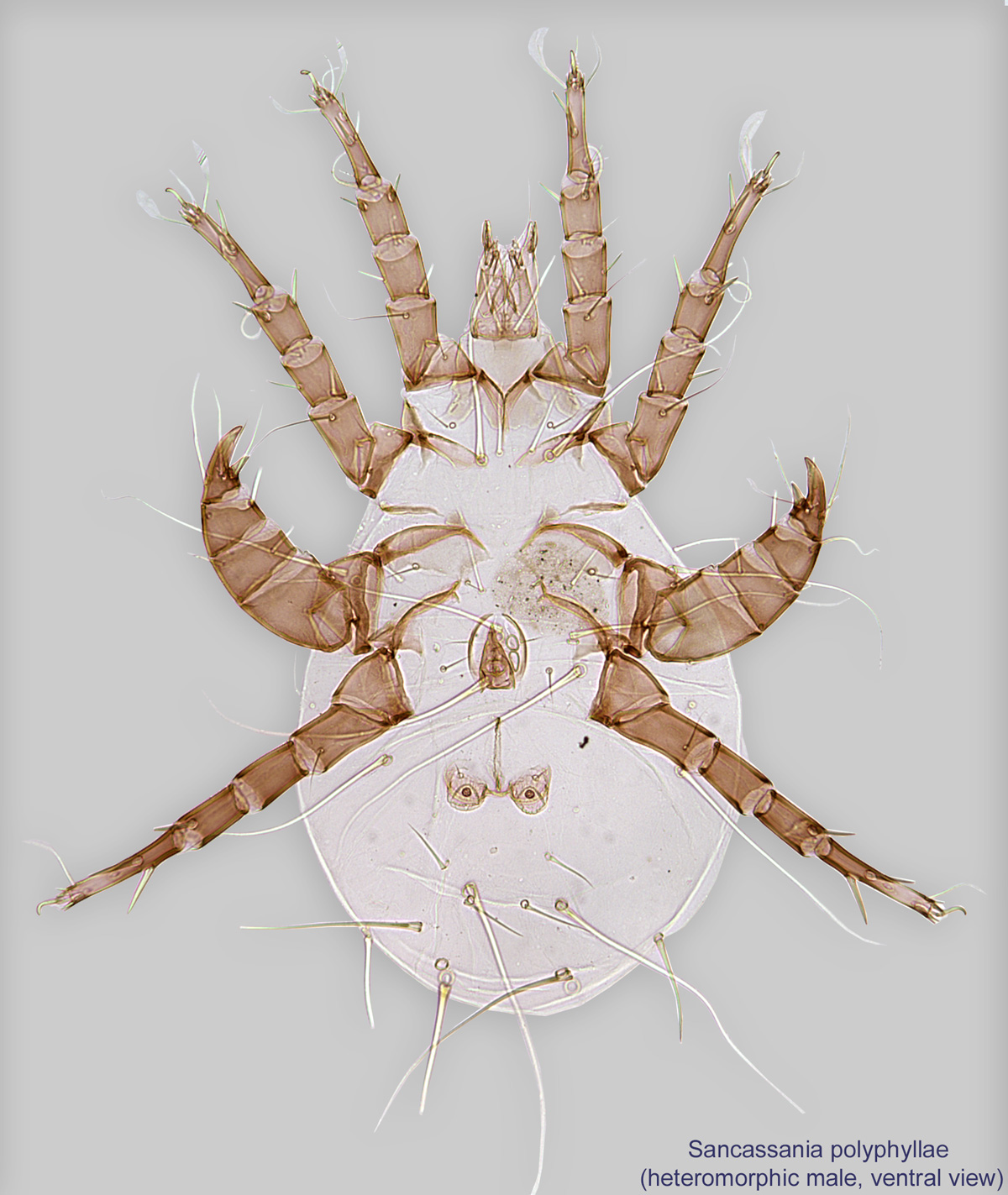 Sancassania | Bee Mite ID