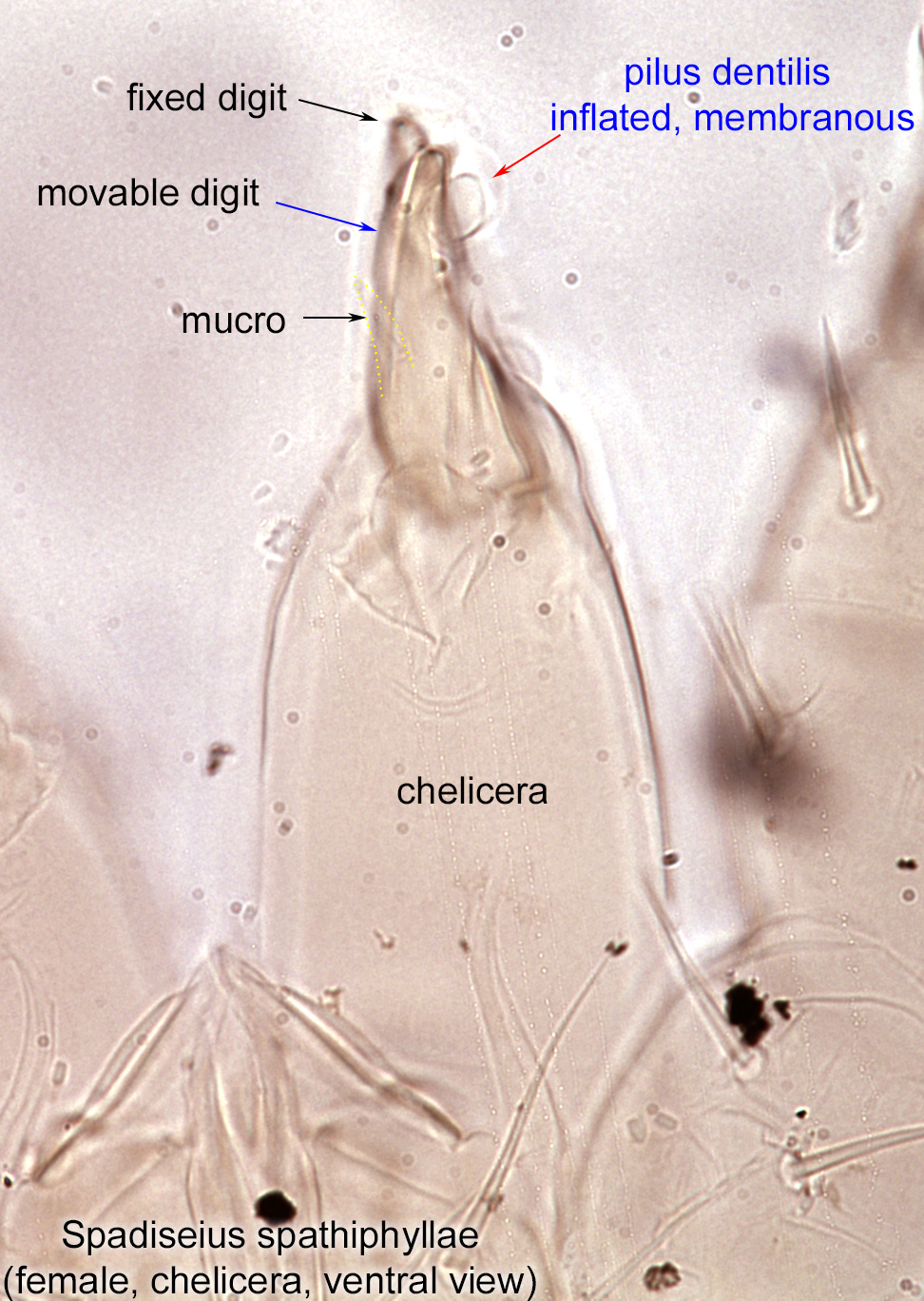 Spadiseius | Bee Mite ID