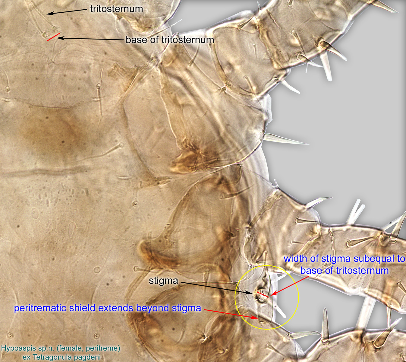 Hypoaspis | Bee Mite ID