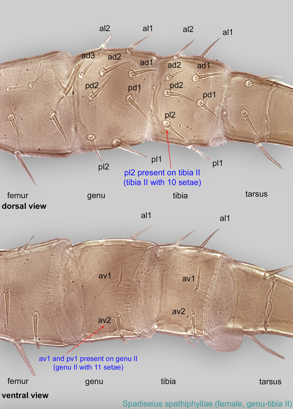 Spadiseius | Bee Mite ID