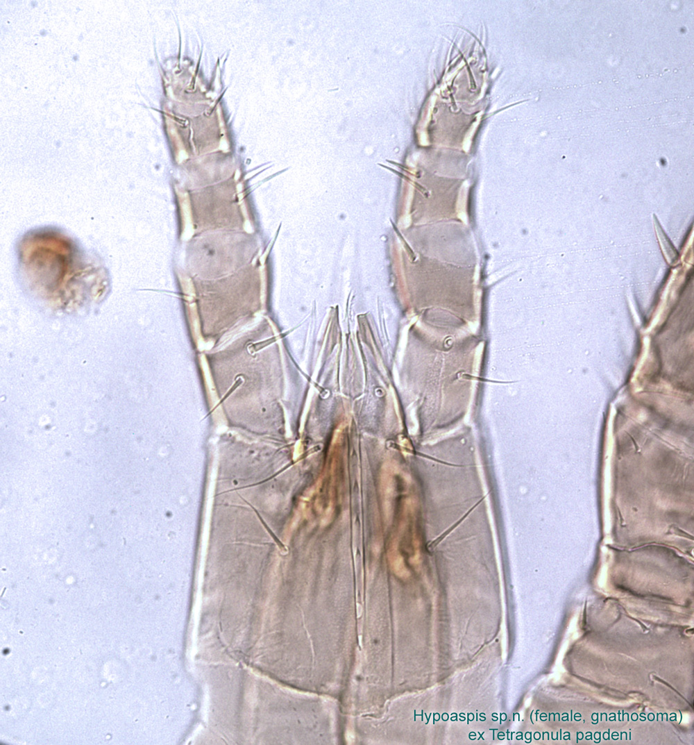 Hypoaspis | Bee Mite ID