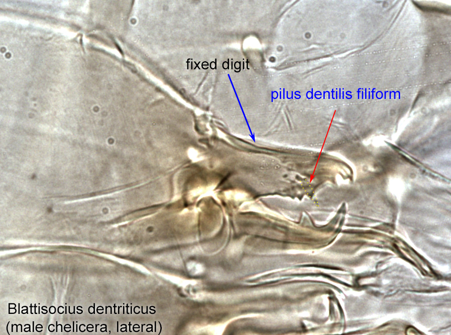 Blattisocius | Bee Mite ID