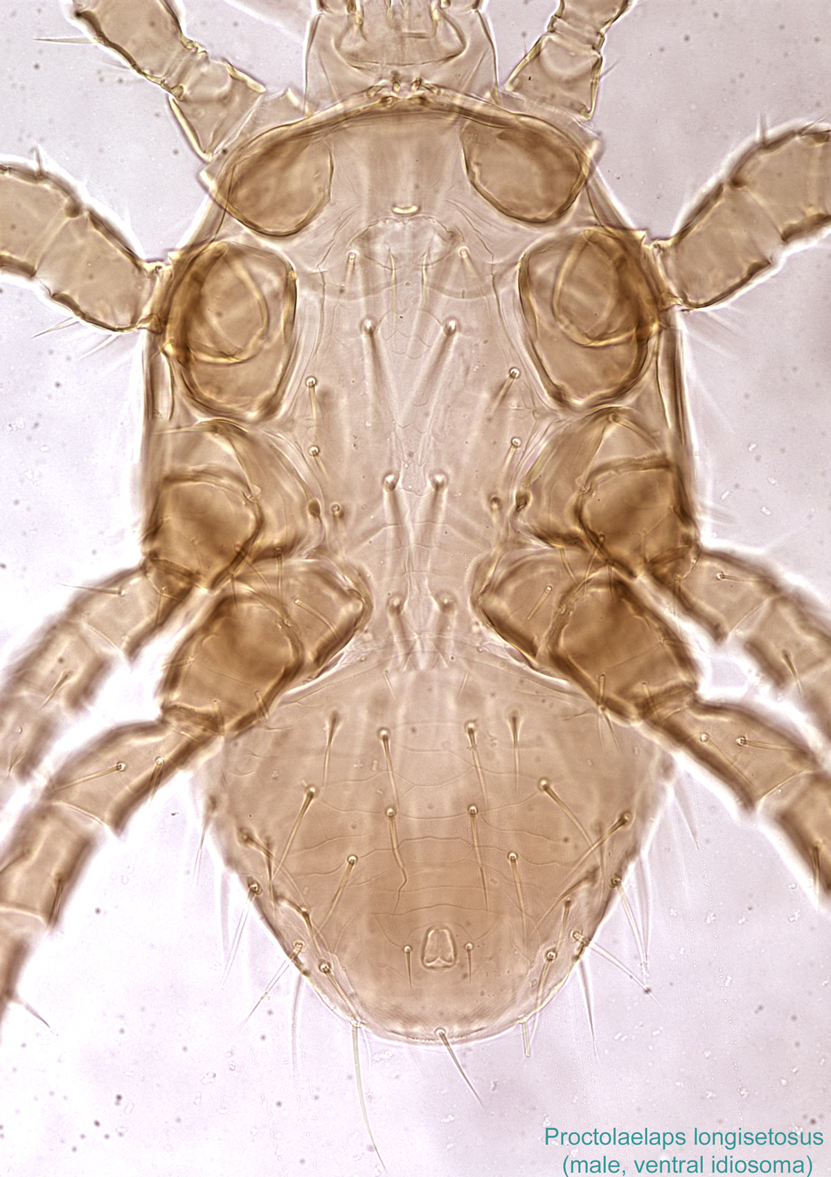 Proctolaelaps | Bee Mite ID