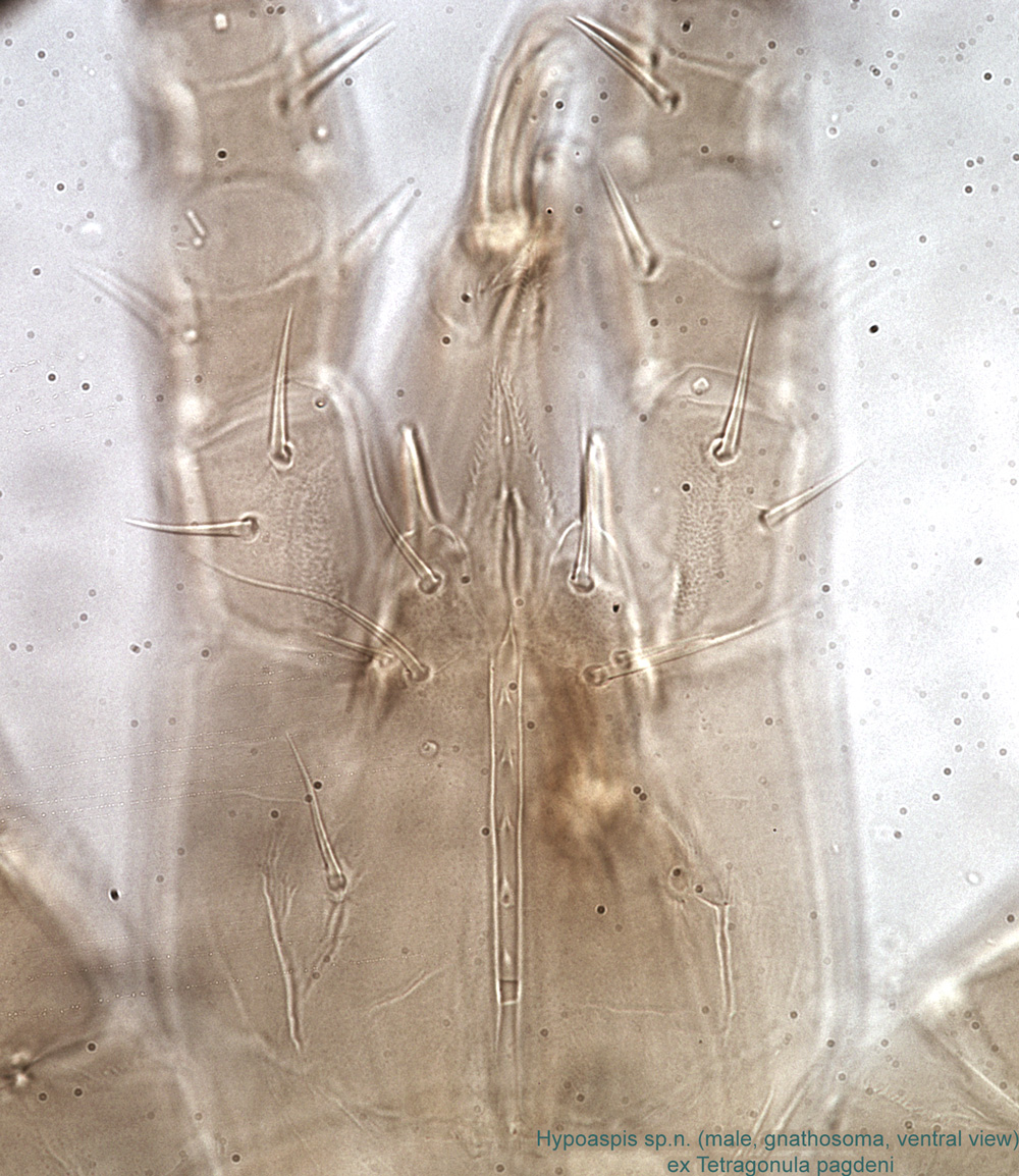 Hypoaspis | Bee Mite ID