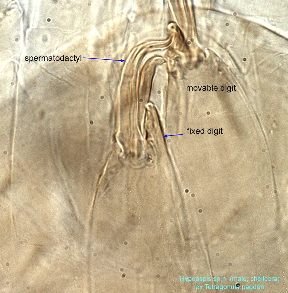 Hypoaspis | Bee Mite ID