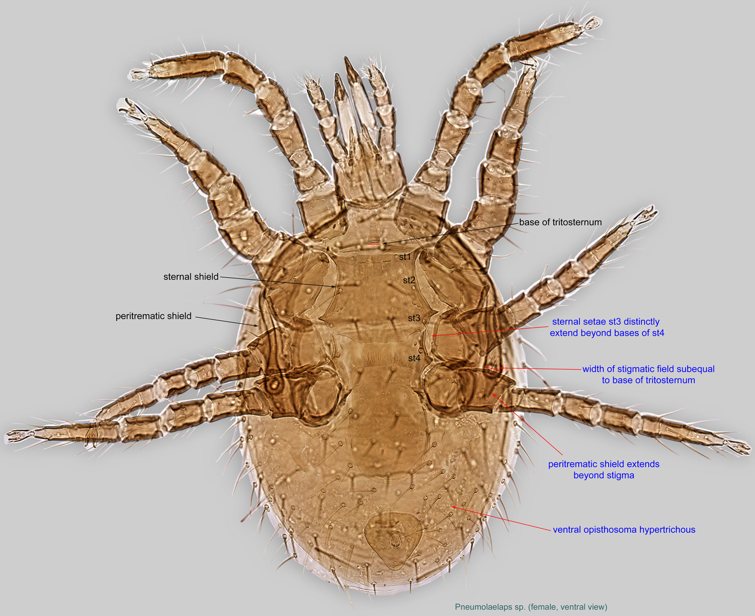Pneumolaelaps | Bee Mite ID