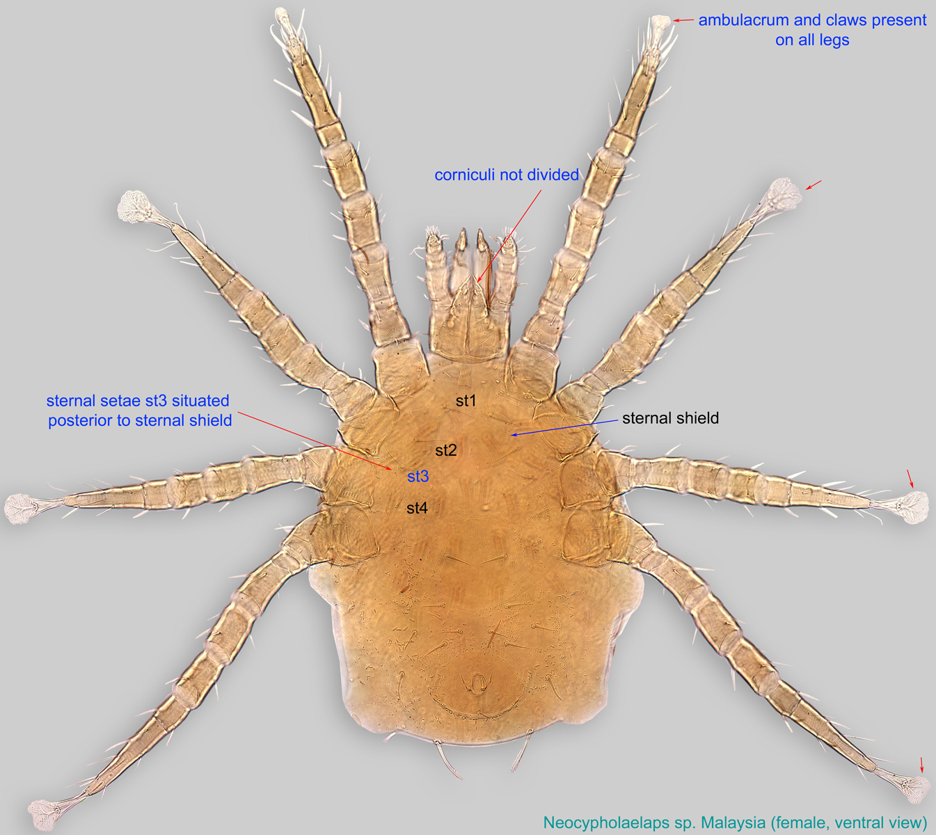 Neocypholaelaps | Bee Mite ID