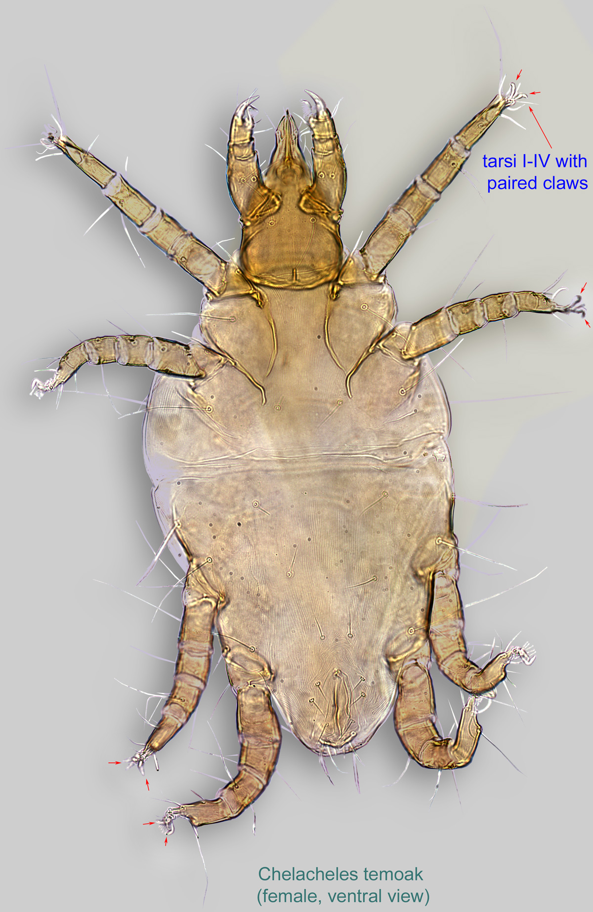 Chelacheles | Bee Mite ID