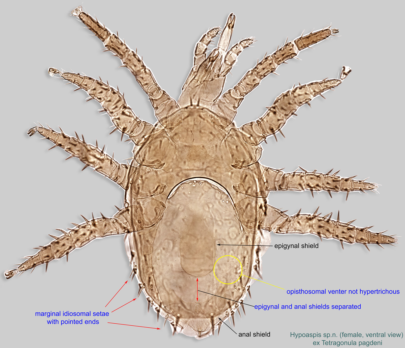 Hypoaspis | Bee Mite ID