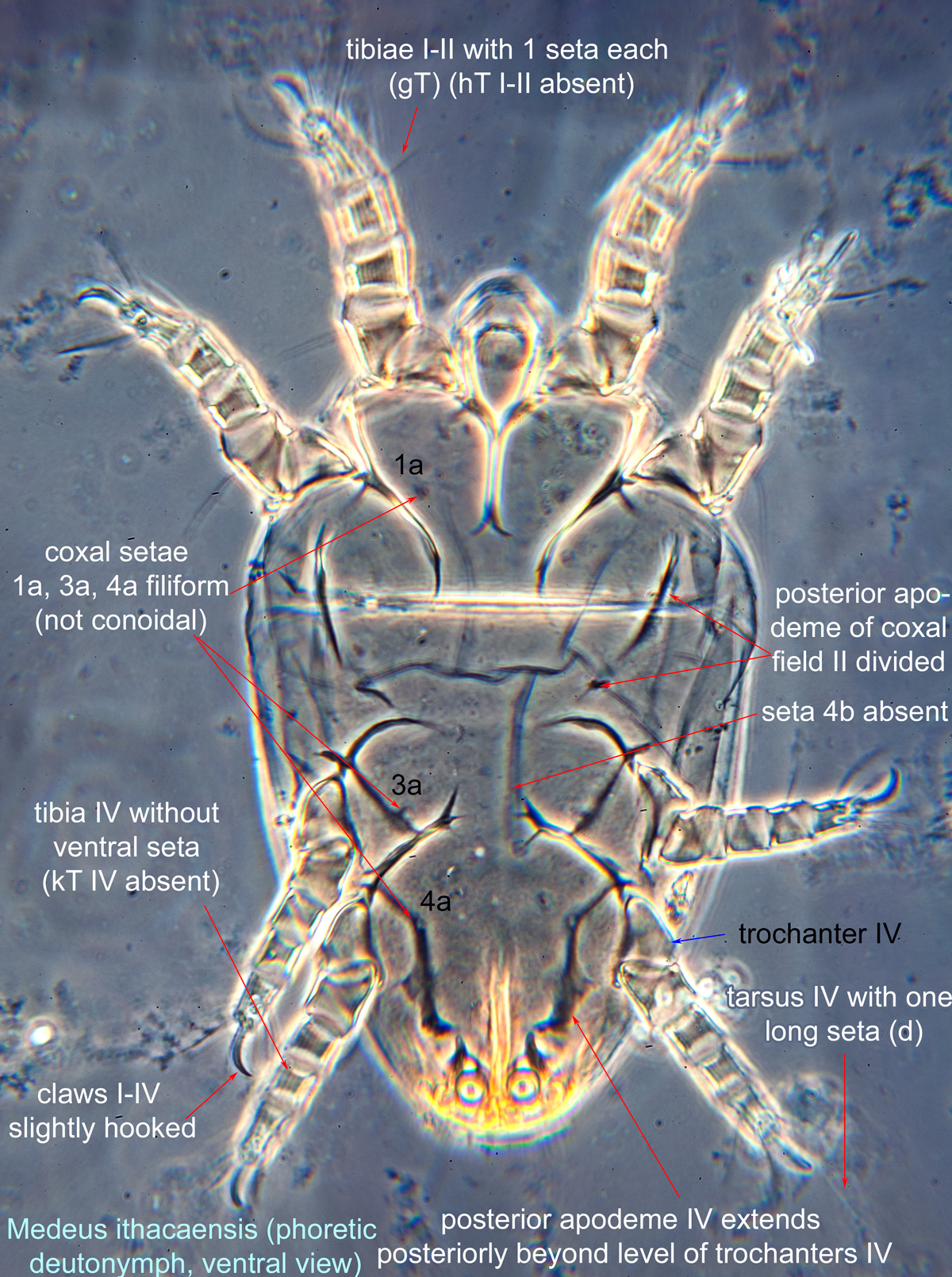 Medeus | Bee Mite ID