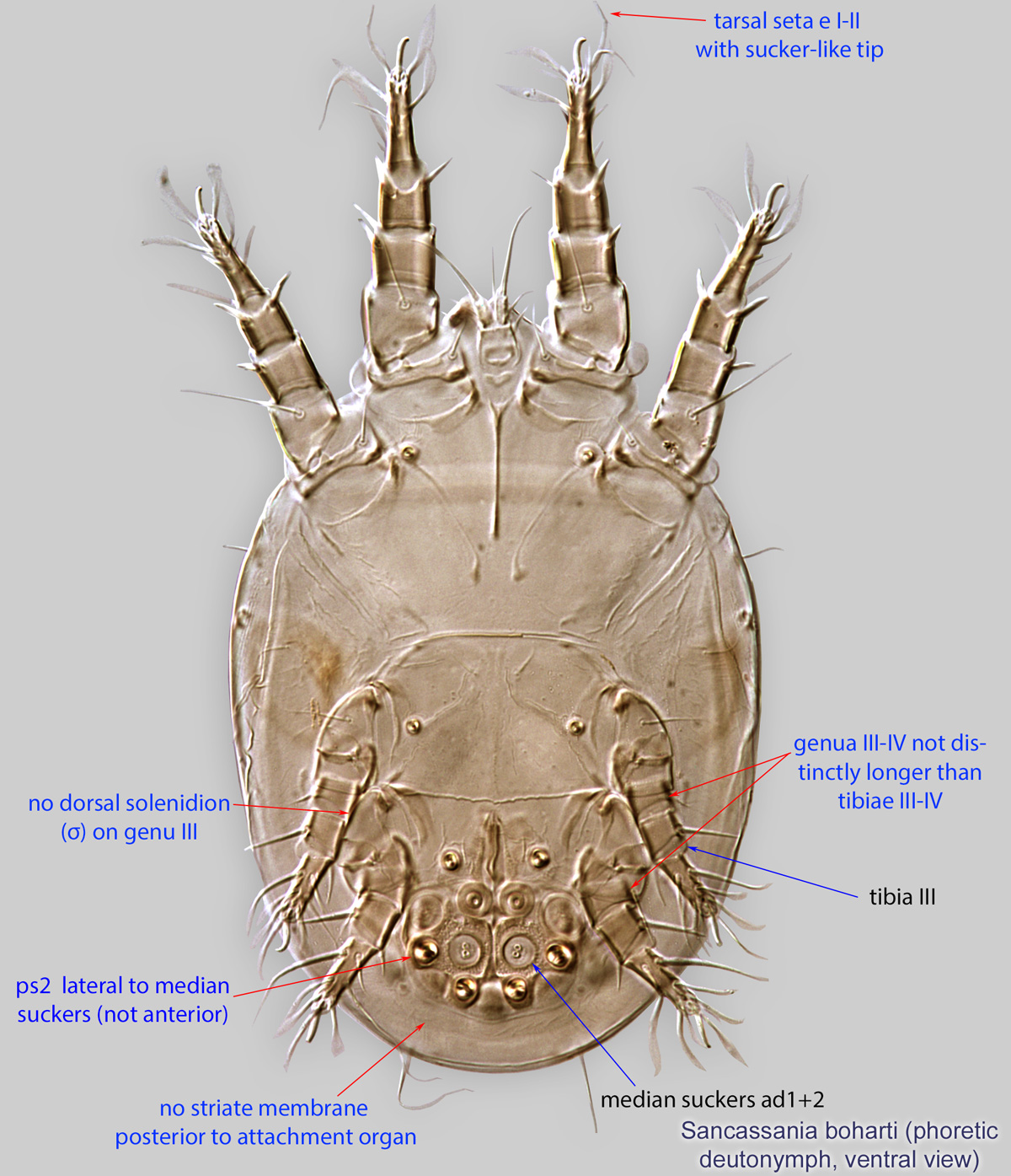 Sancassania | Bee Mite ID