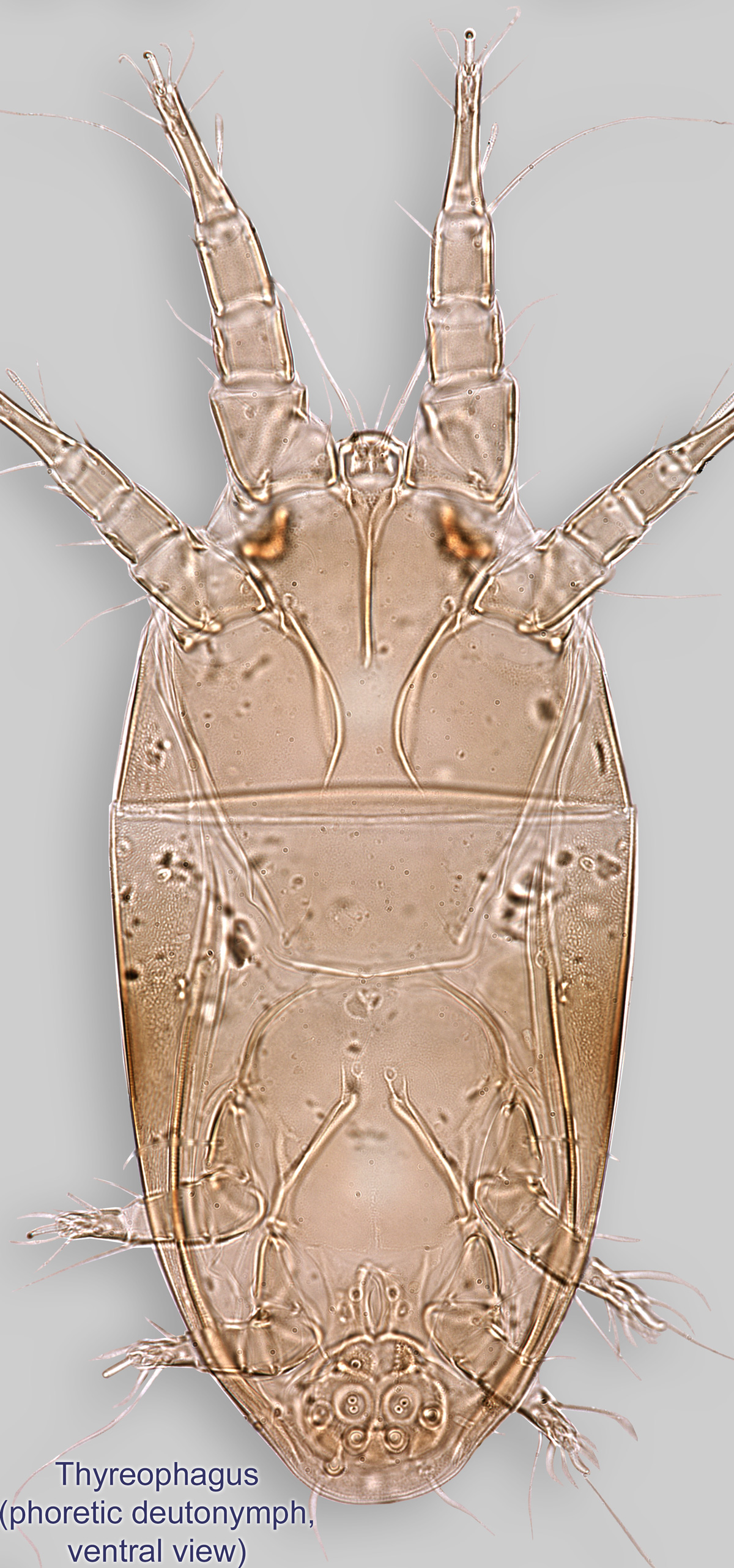 Thyreophagus | Bee Mite ID