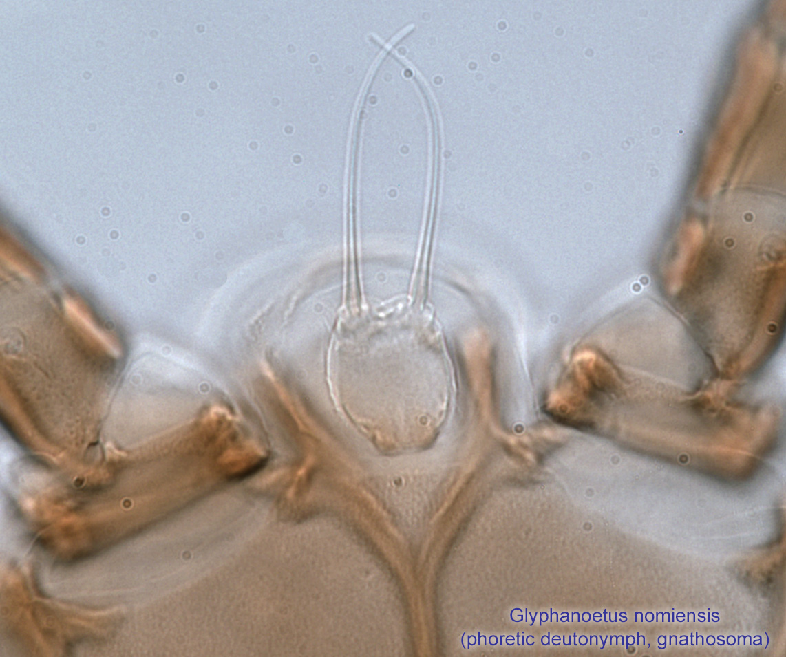 Glyphanoetus | Bee Mite ID