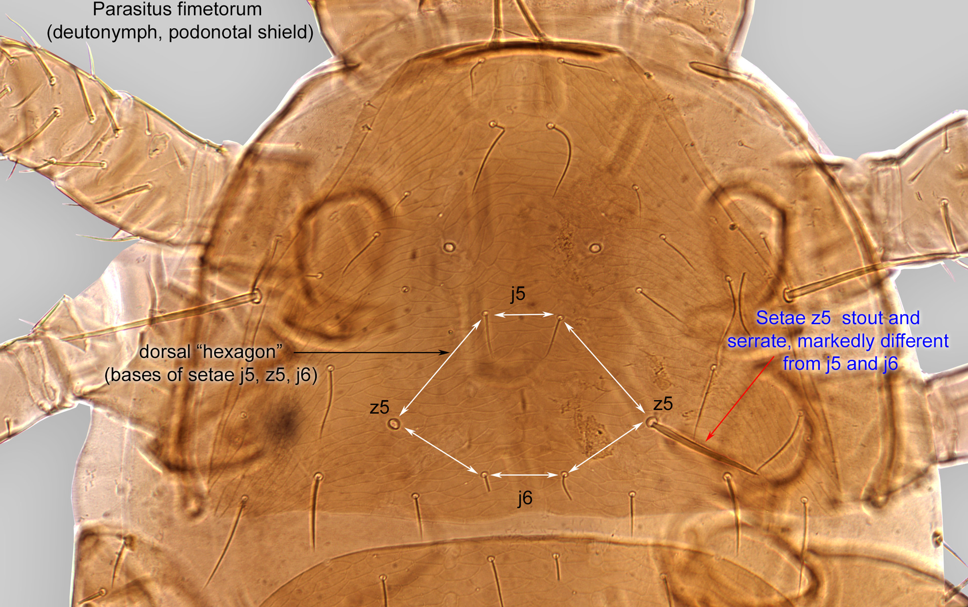 Parasitus | Bee Mite ID
