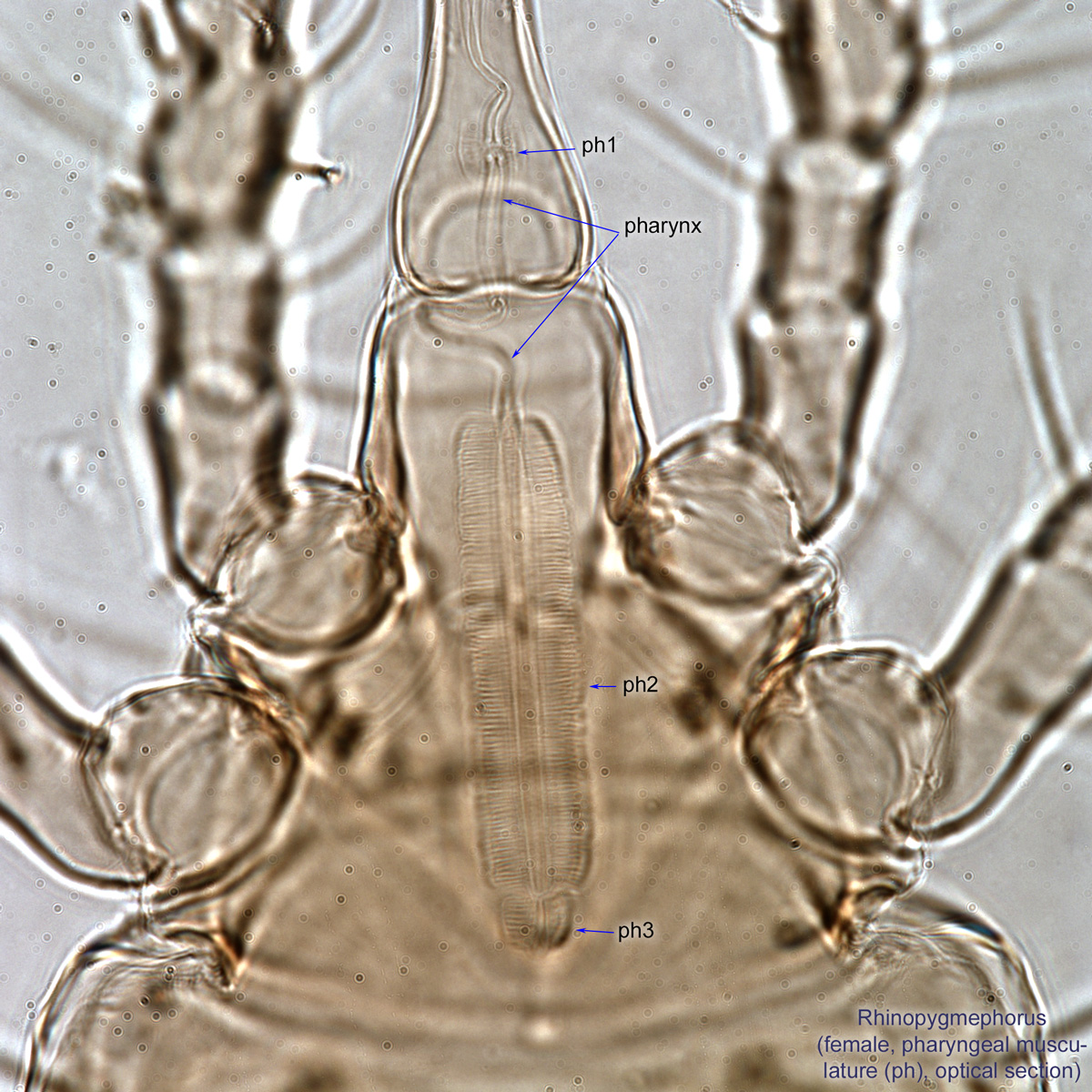 Rhinopygmephorus | Bee Mite ID