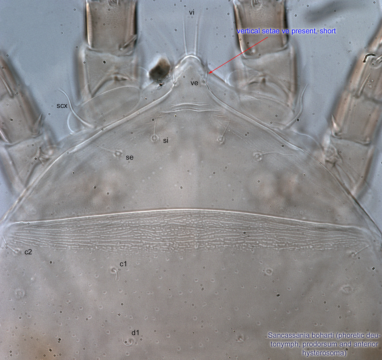 Sancassania | Bee Mite ID