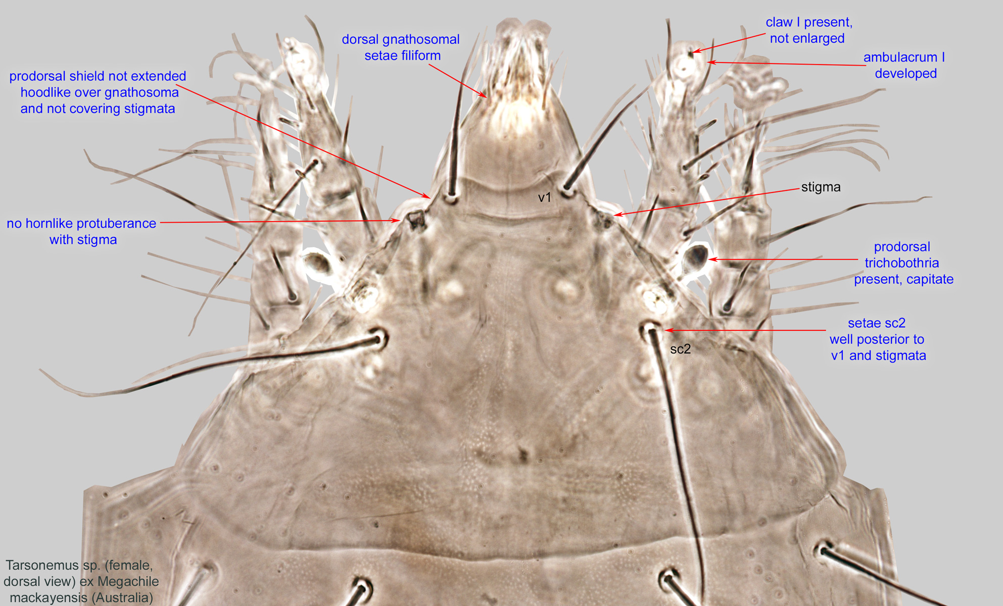 Tarsonemus | Bee Mite ID