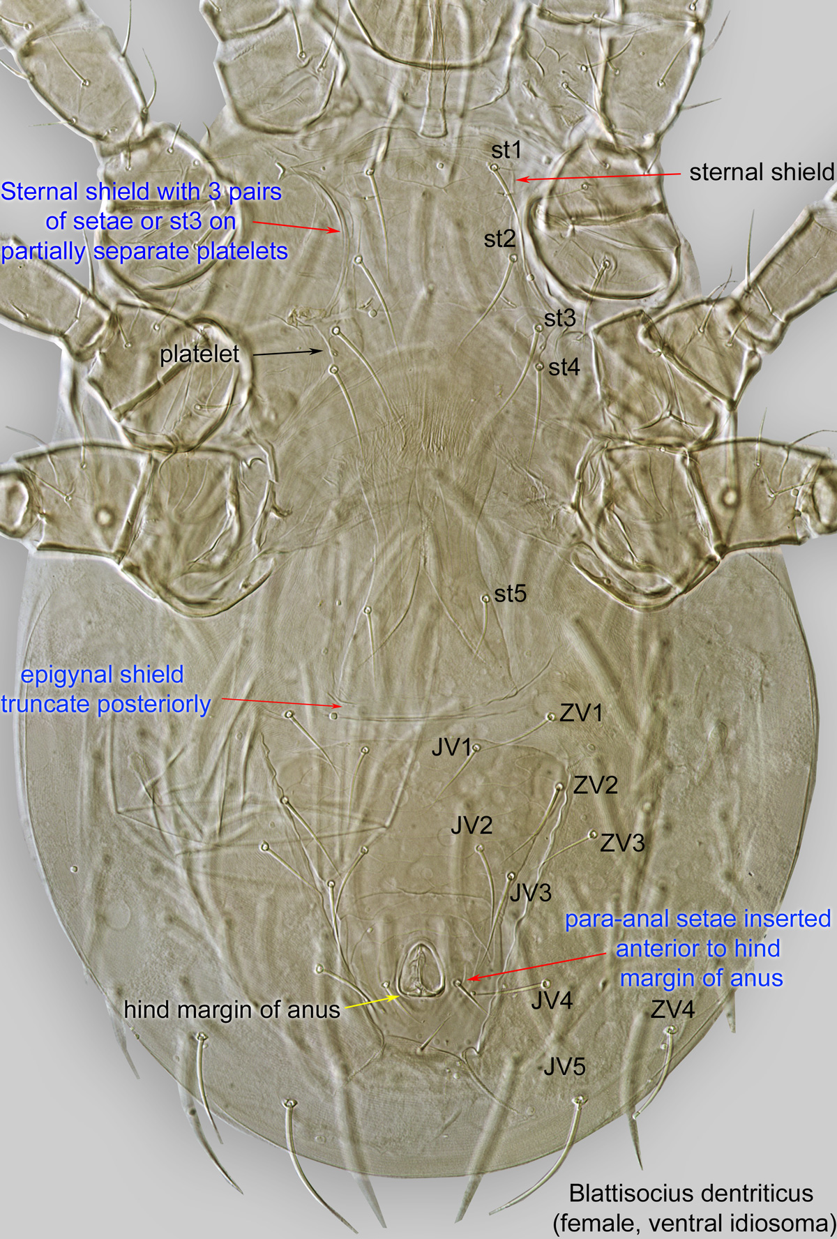 Blattisocius | Bee Mite ID