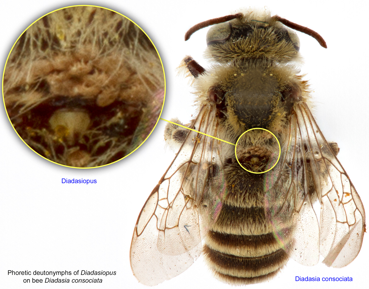 Diadasiopus | Bee Mite ID