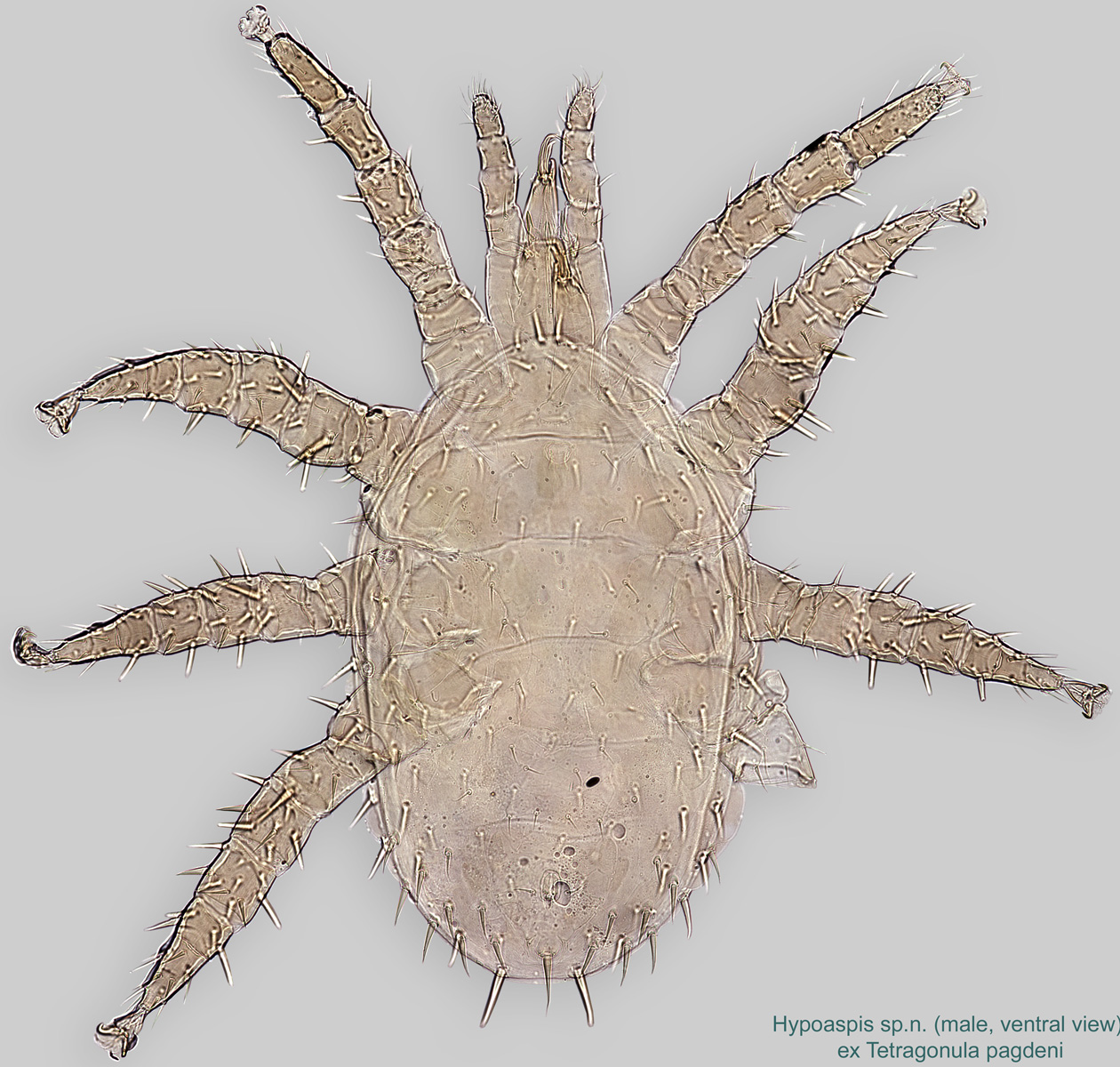 Hypoaspis | Bee Mite ID