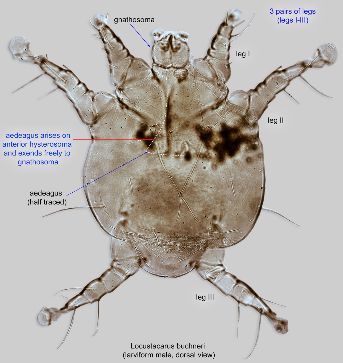 Locustacarus | Bee Mite ID