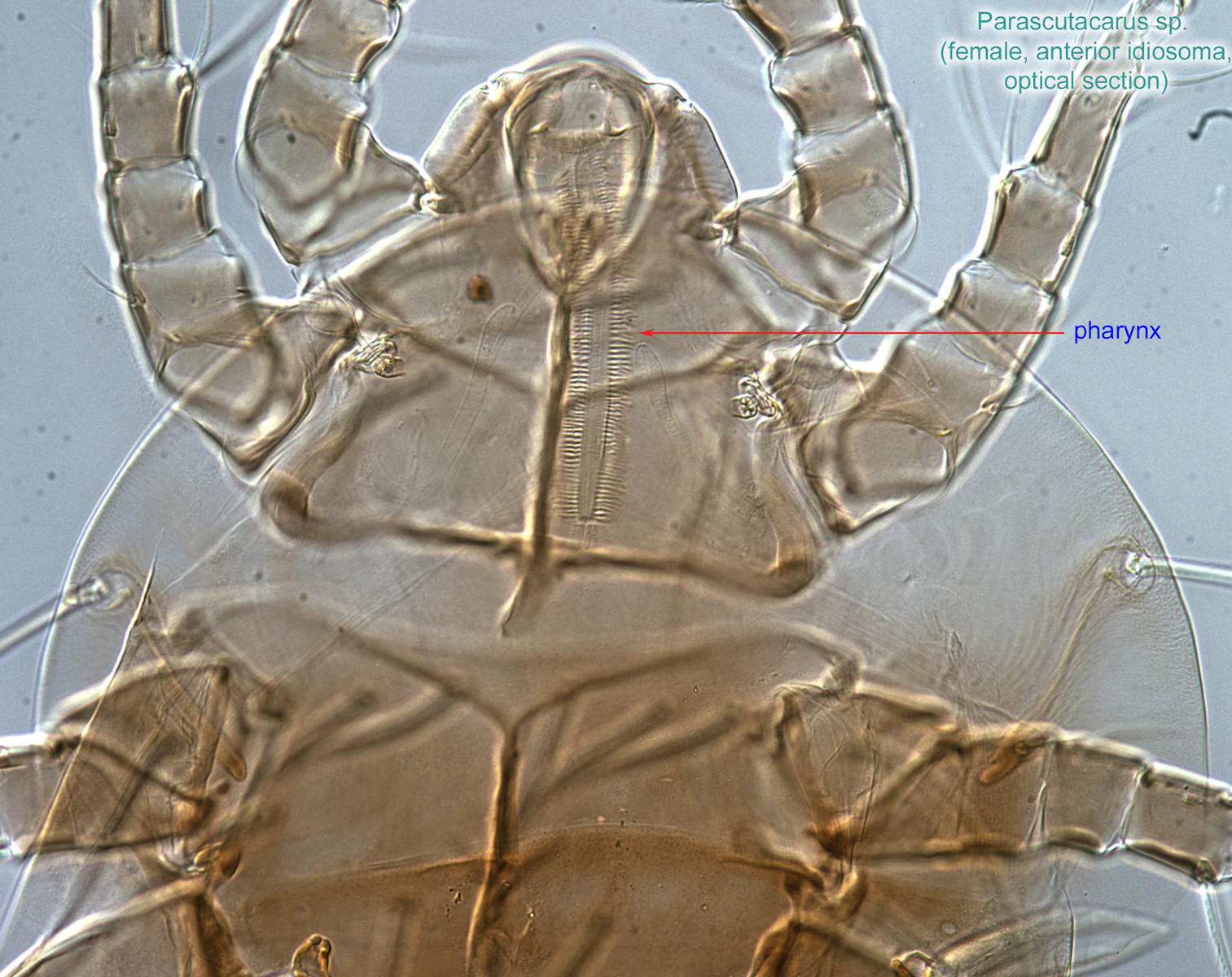 Parascutacarus | Bee Mite ID