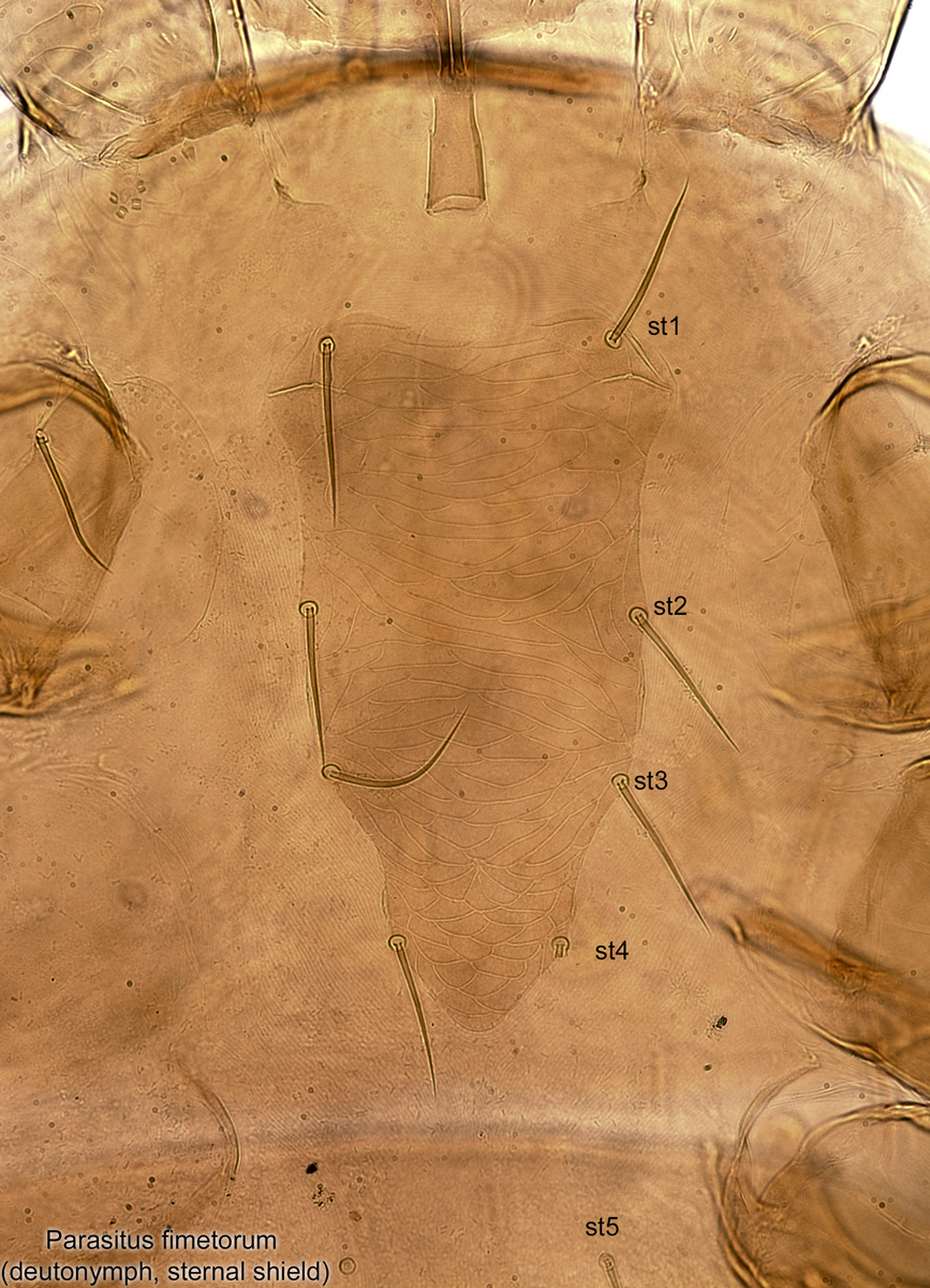 Parasitus | Bee Mite ID