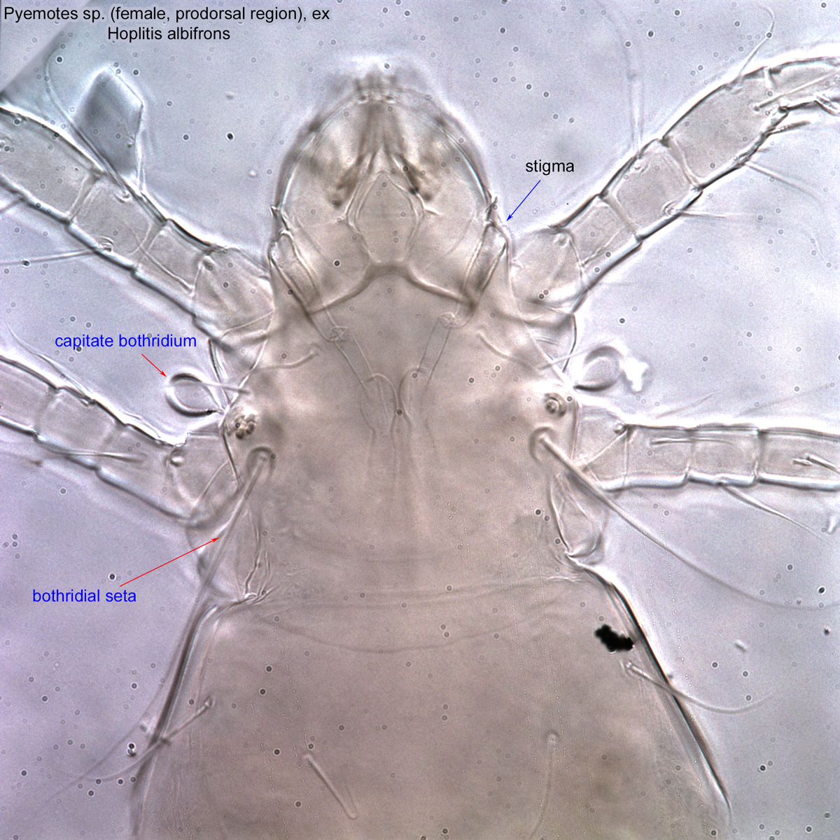 Pyemotes | Bee Mite ID