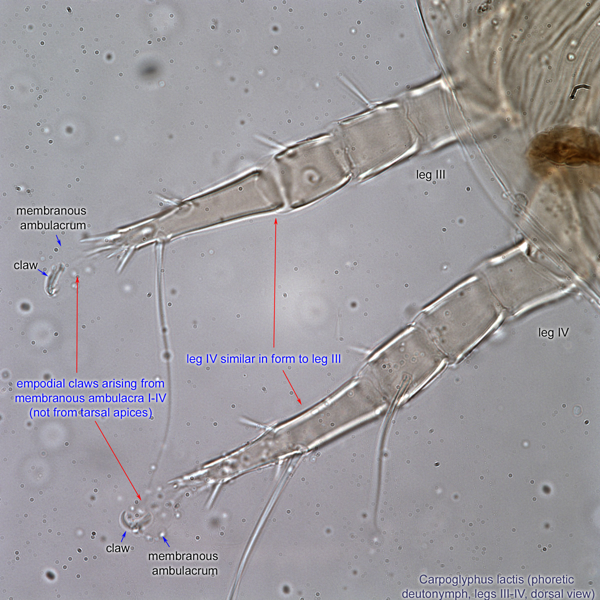 Carpoglyphus | Bee Mite ID