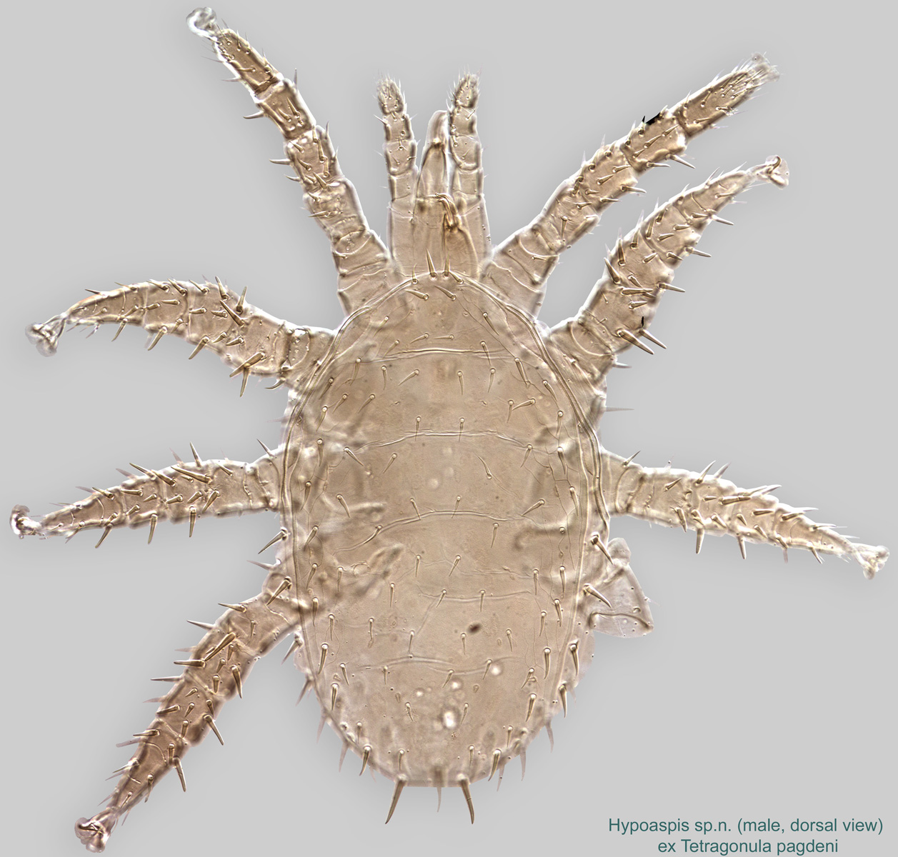 Hypoaspis | Bee Mite ID