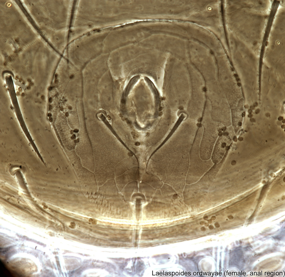 Laelaspoides | Bee Mite ID