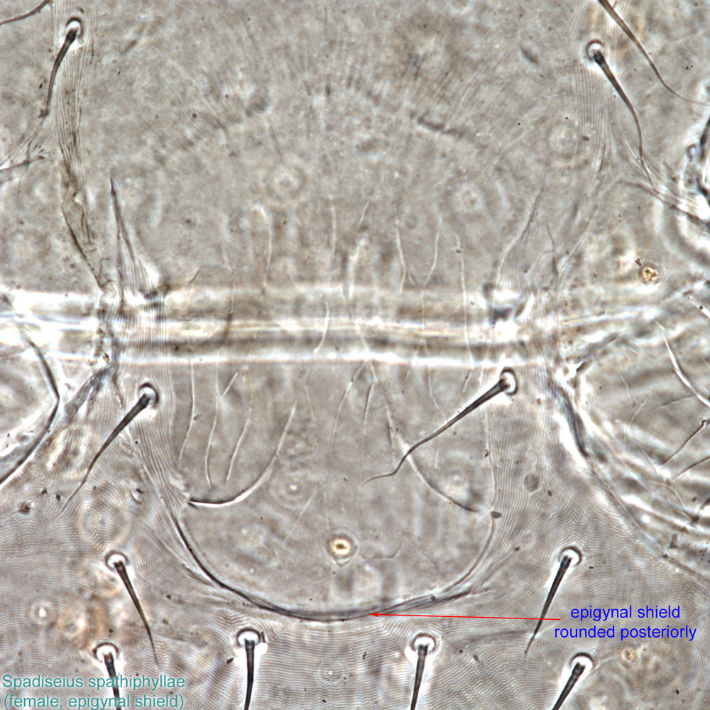 Spadiseius | Bee Mite ID