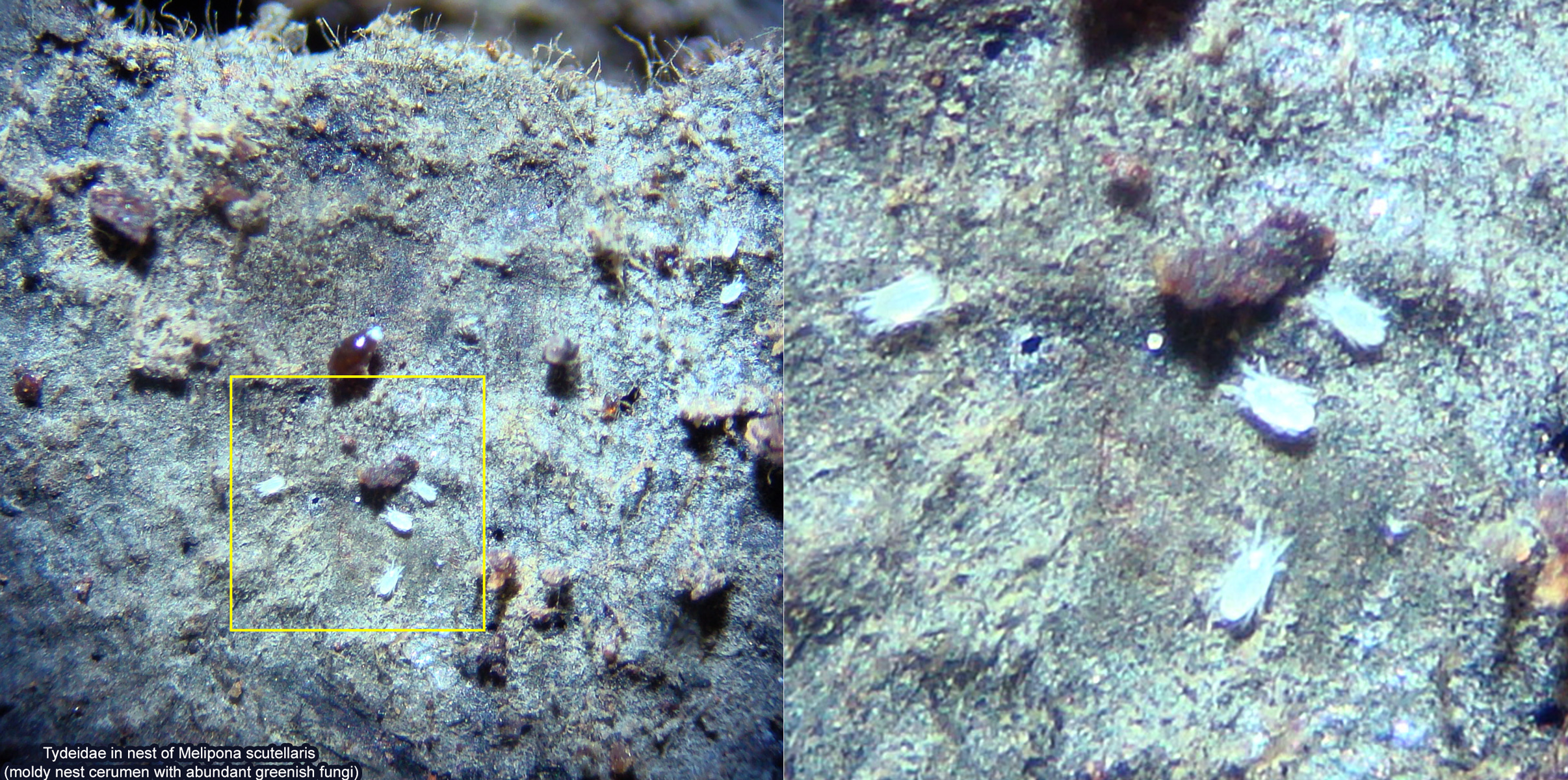 Proctotydaeus | Bee Mite ID