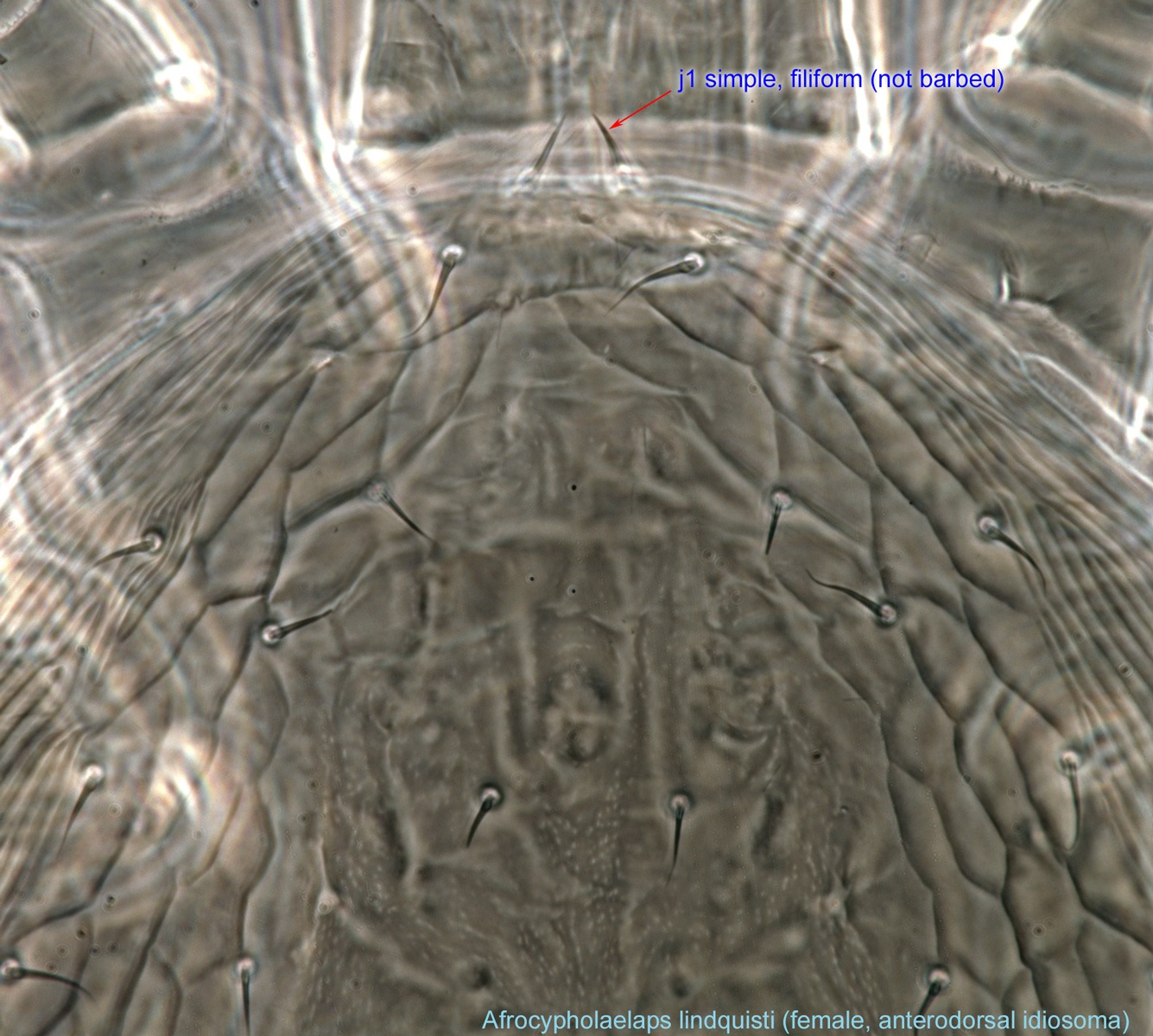 Afrocypholaelaps | Bee Mite ID