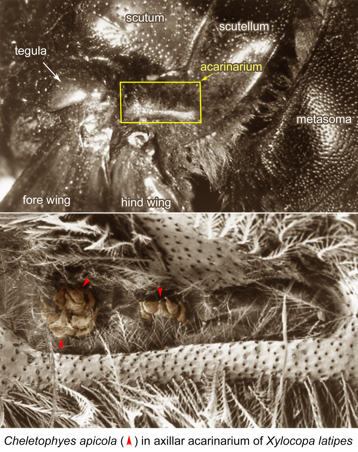 Cheletophyes | Bee Mite ID