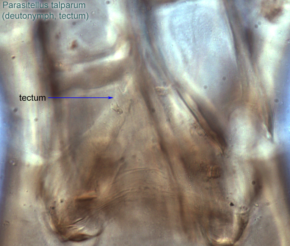 Parasitellus | Bee Mite ID