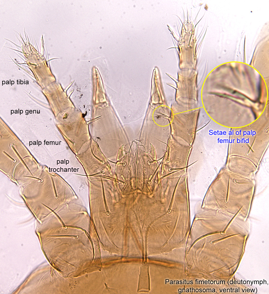 Parasitus | Bee Mite ID