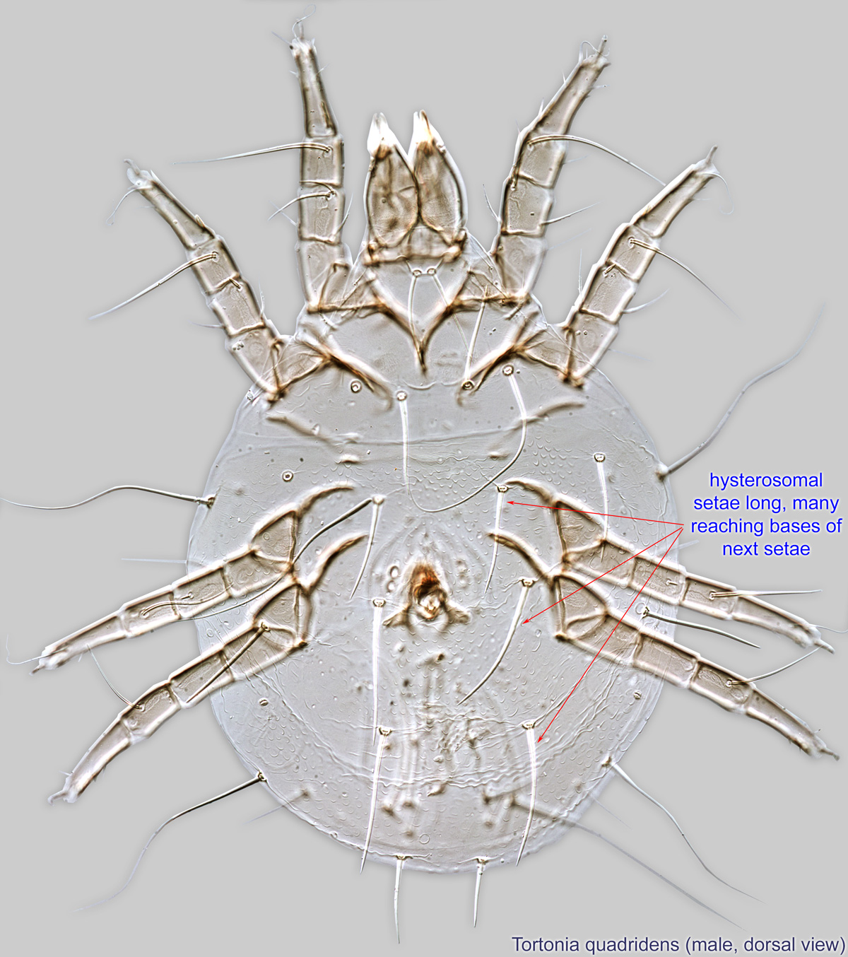 Tortonia | Bee Mite ID