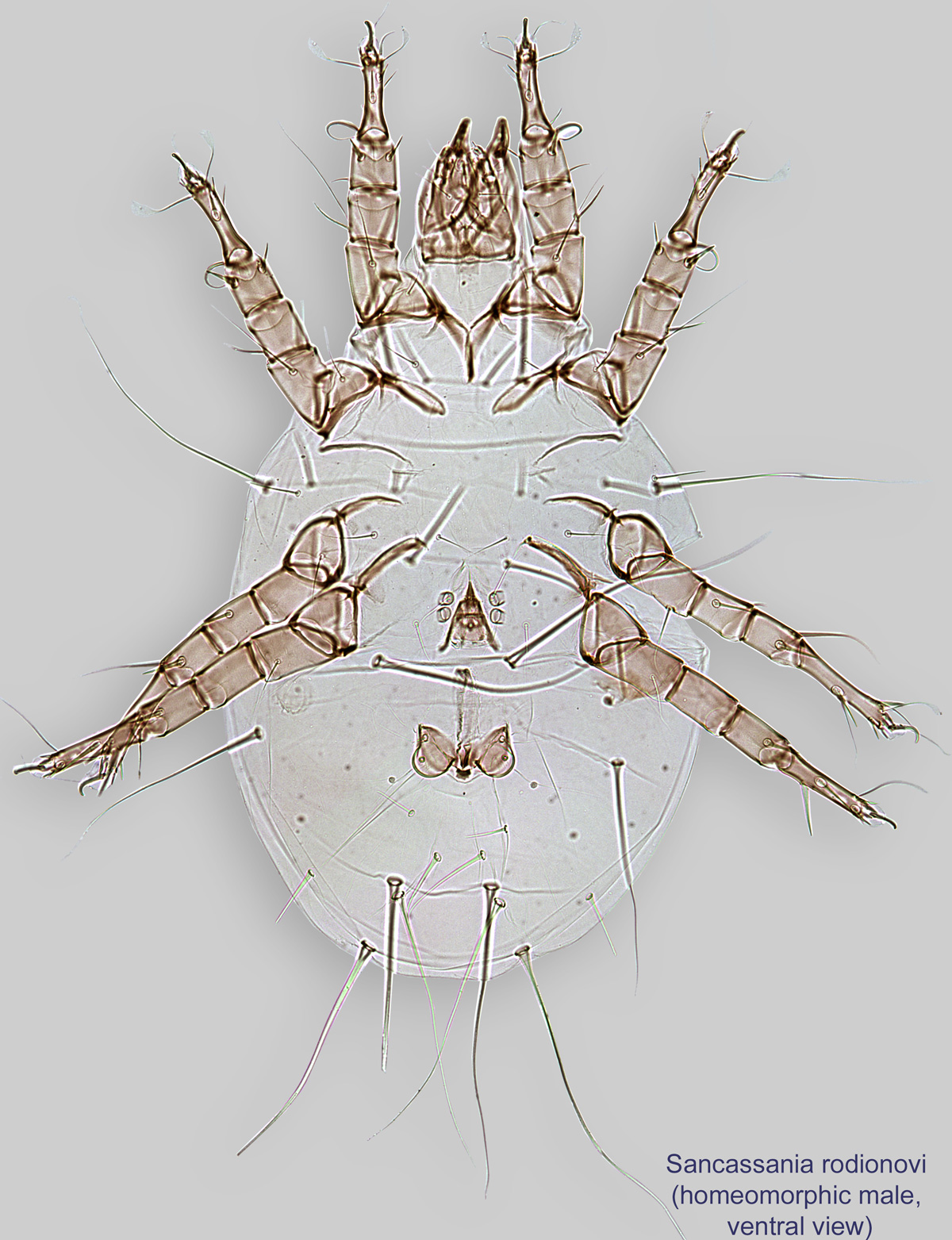 Sancassania | Bee Mite ID
