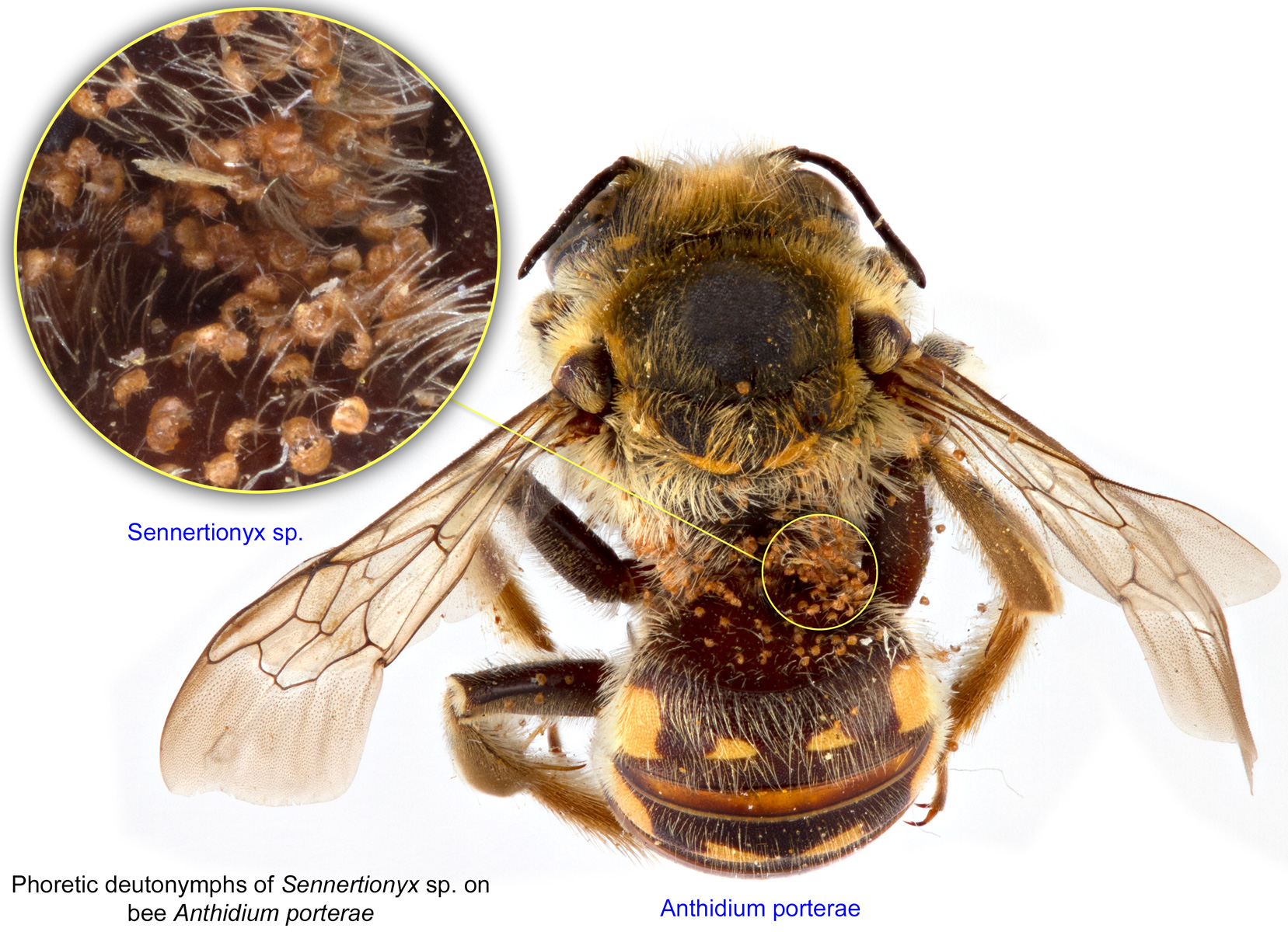 Sennertionyx | Bee Mite ID