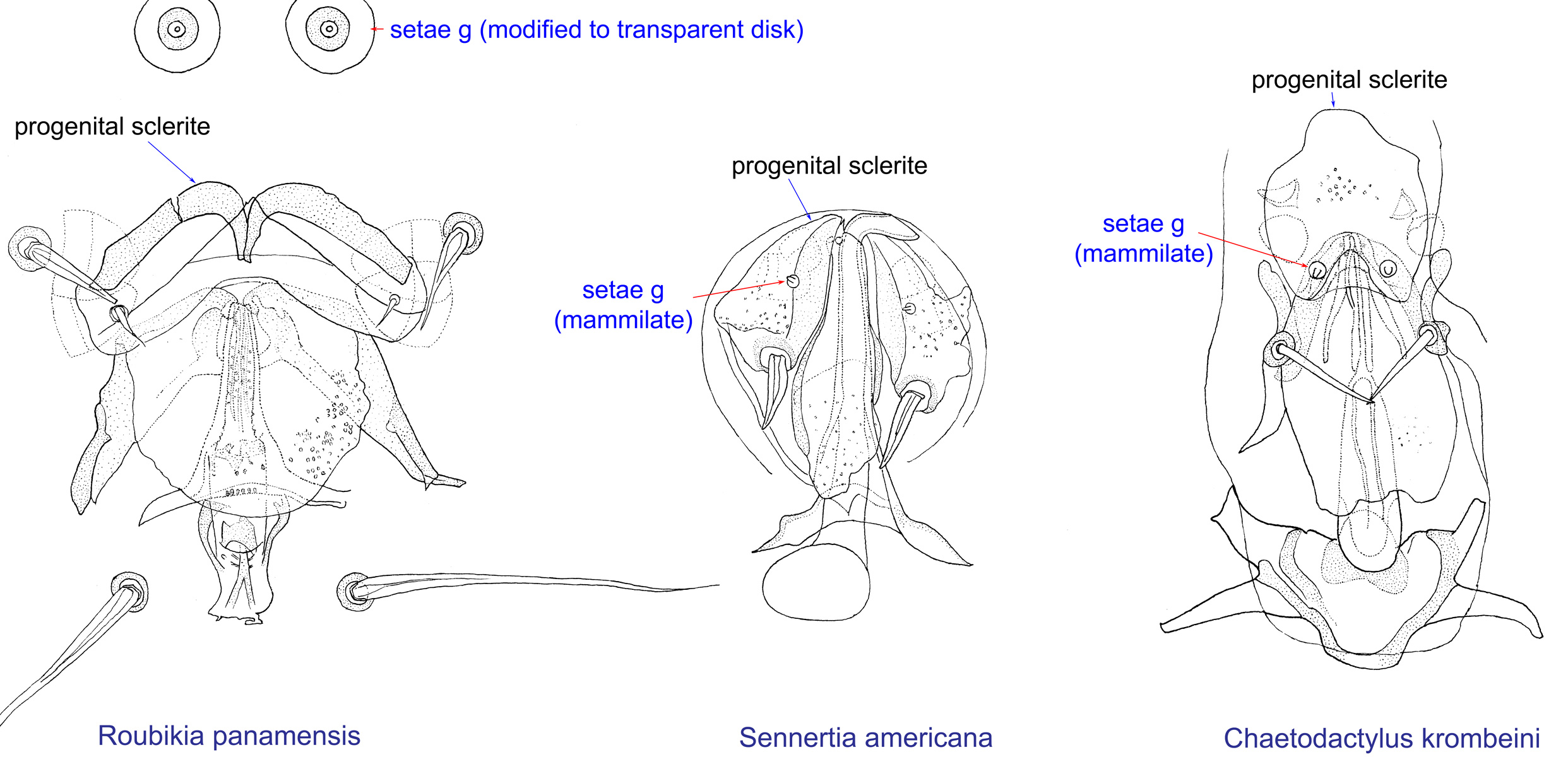 Roubikia | Bee Mite ID